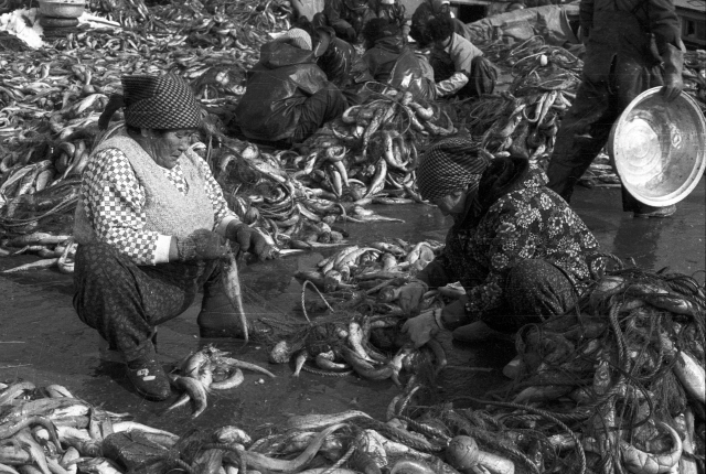 “명태 씨, 돌아와요 거진항에…”