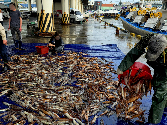 [르포] 울산 바다까지 내려갔는데…양 적어도 첫 오징어에 활기