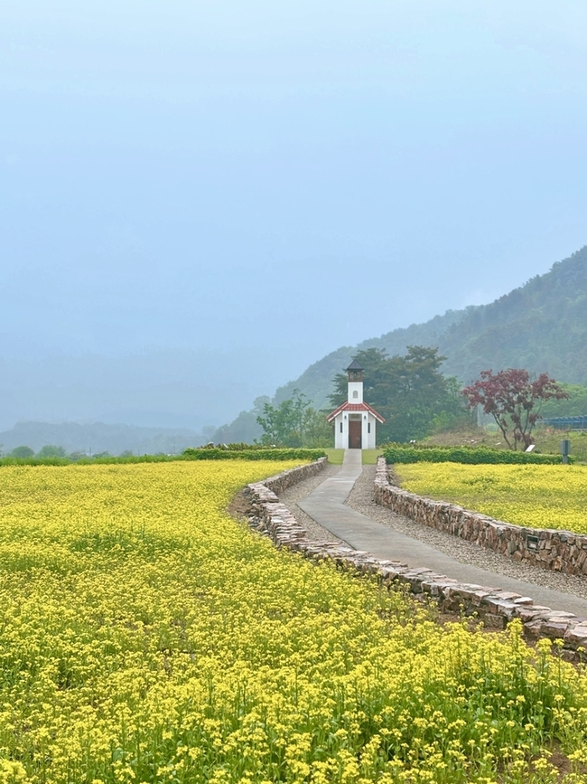 [현장컷] 홍천 무궁화수목원 노란 융단