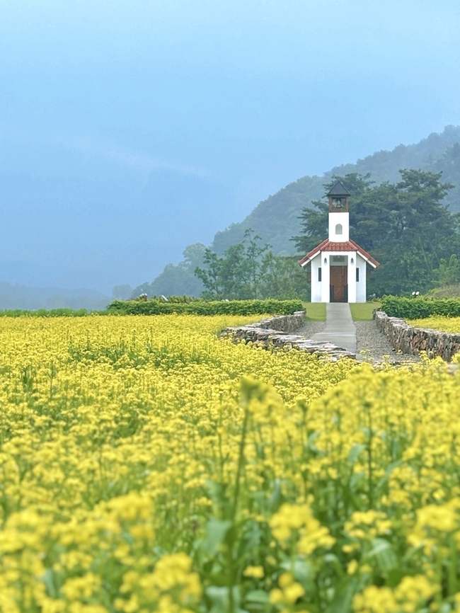 [현장컷] 홍천 무궁화수목원 노란 융단