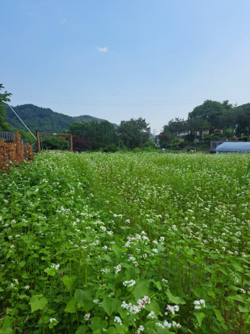 “하얀 메밀꽃밭 따라 축제 즐기러 강촌 가자”