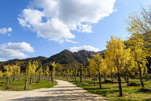 정선 은행나무 천년의 숲을 아시나요···자연친화 관광명소화 추진